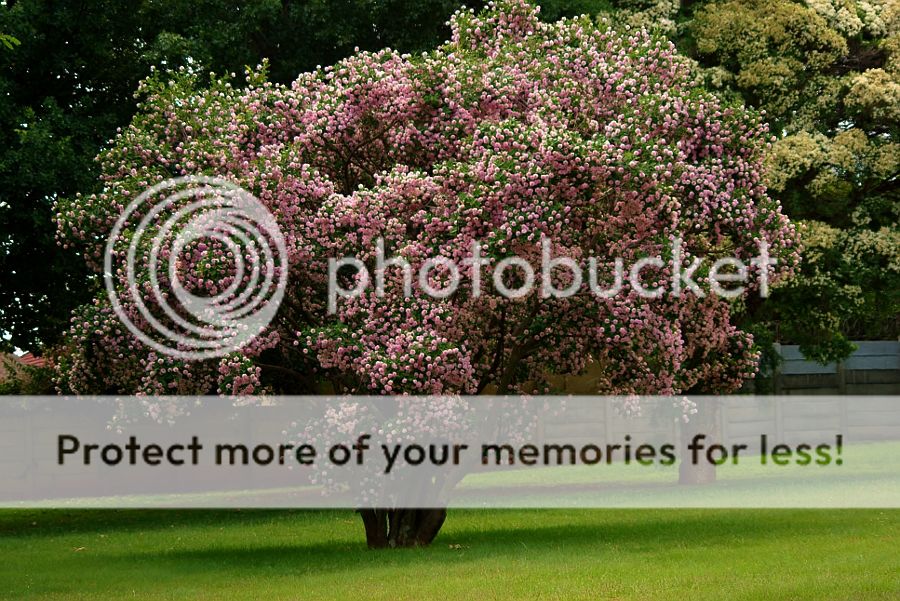 Trees - Page 193 - PentaxForums.com